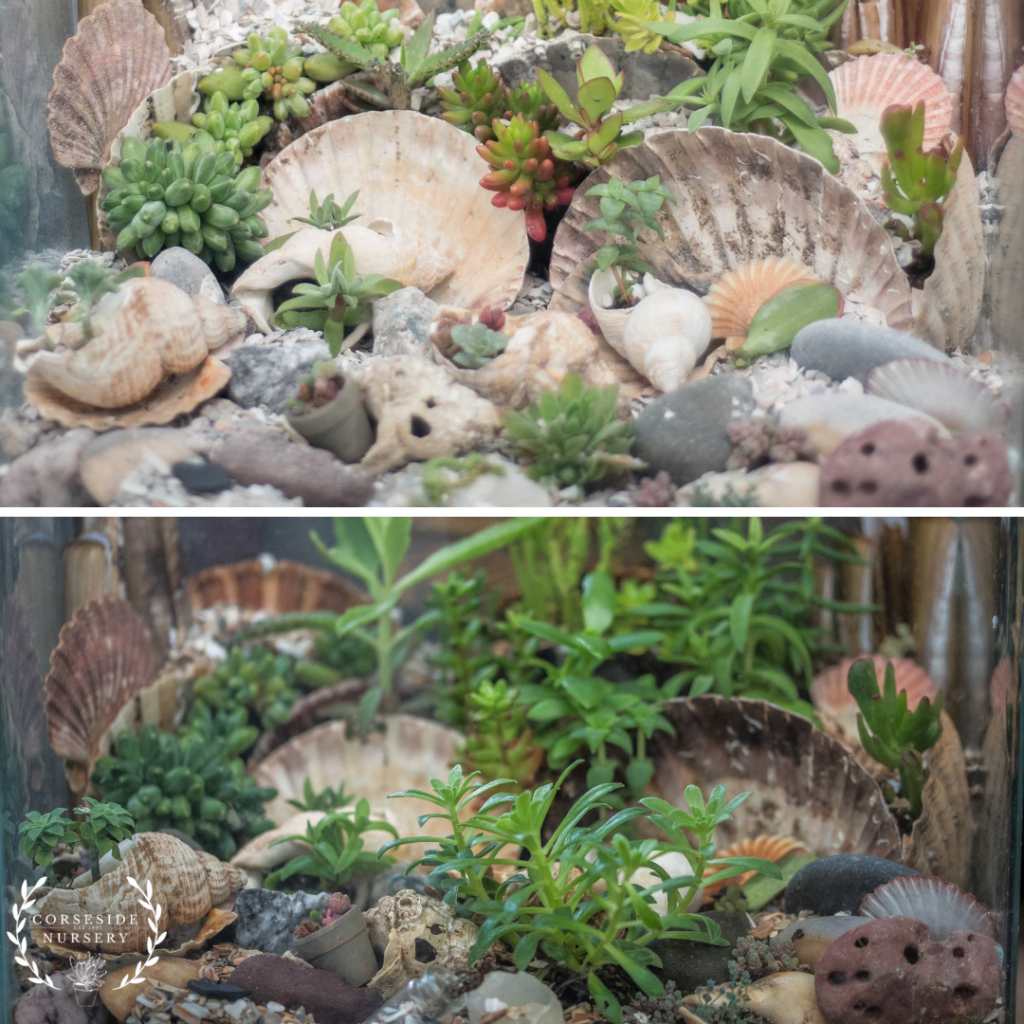 Reptile Friendly Desert / Arid – Non Toxic – Terrarium / Vivarium ...
