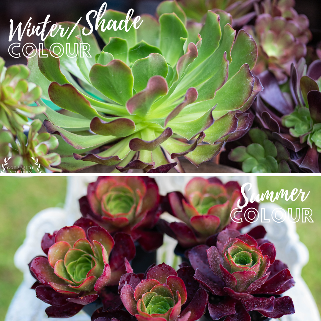 Aeonium Pomegranate – Large Rosette – Live – Well Rooted Succulent from ...