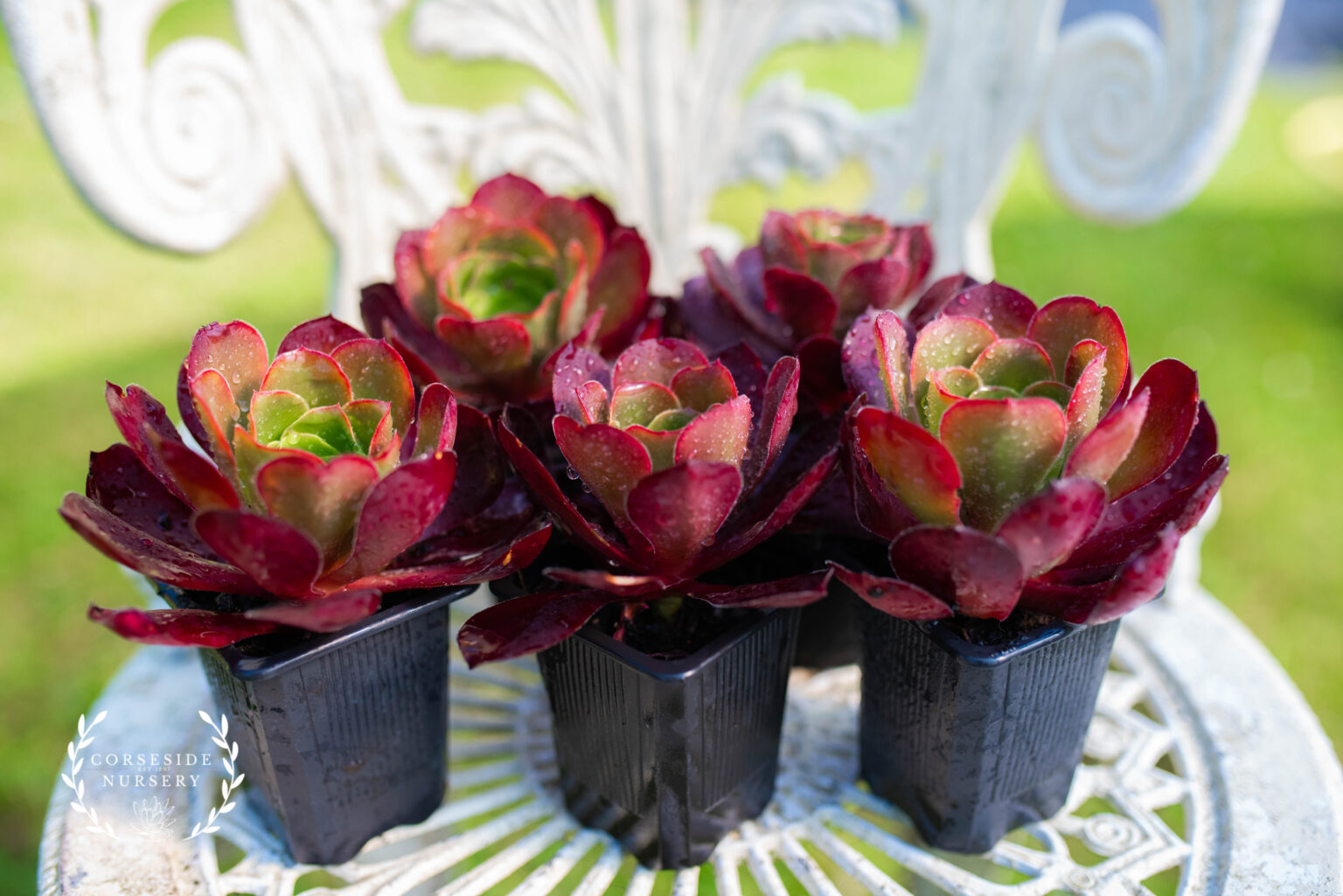 Aeonium Pomegranate – Large Rosette – Live – Well Rooted Succulent from ...