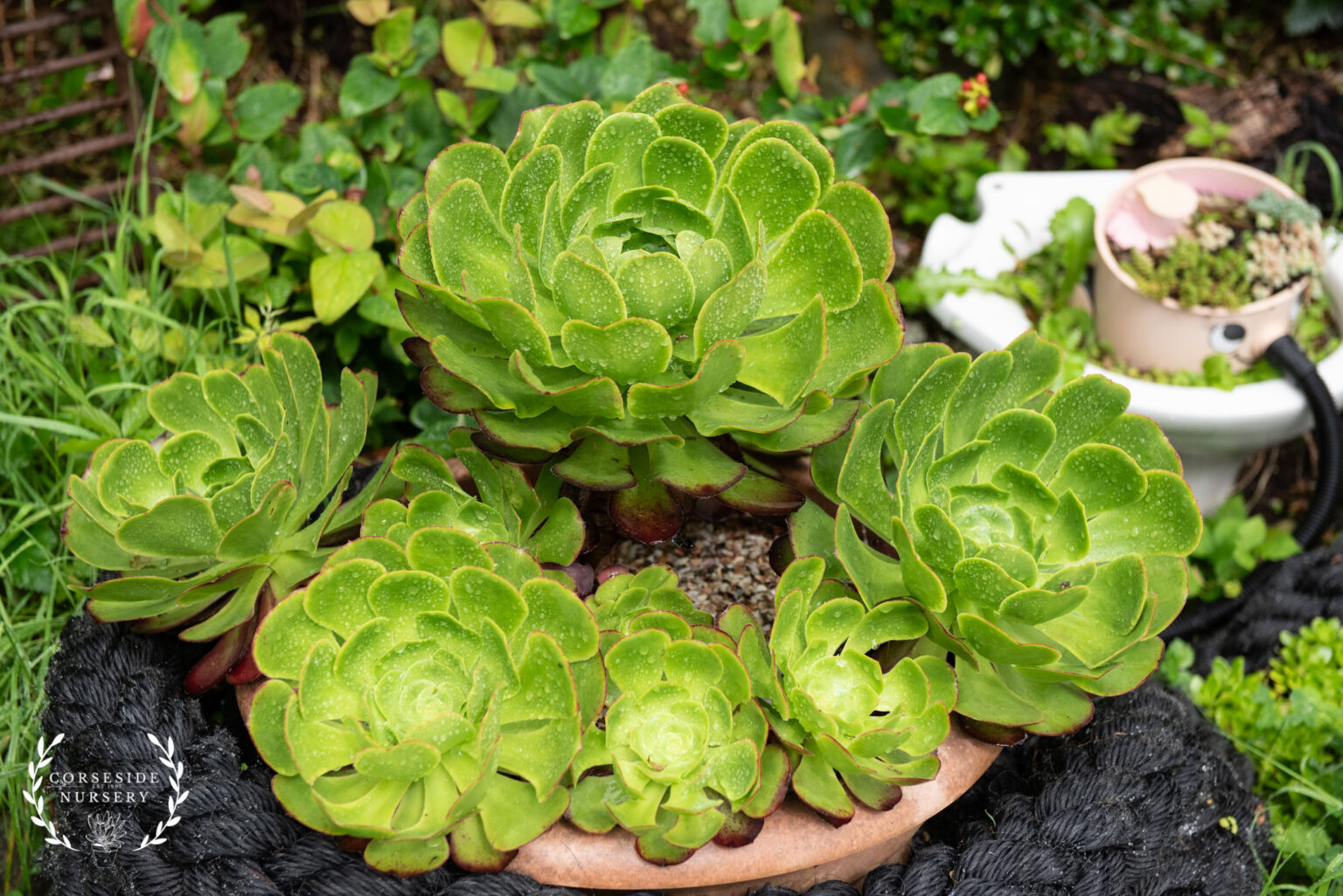 Aeonium Pomegranate – Large Rosette – Live – Well Rooted Succulent from ...