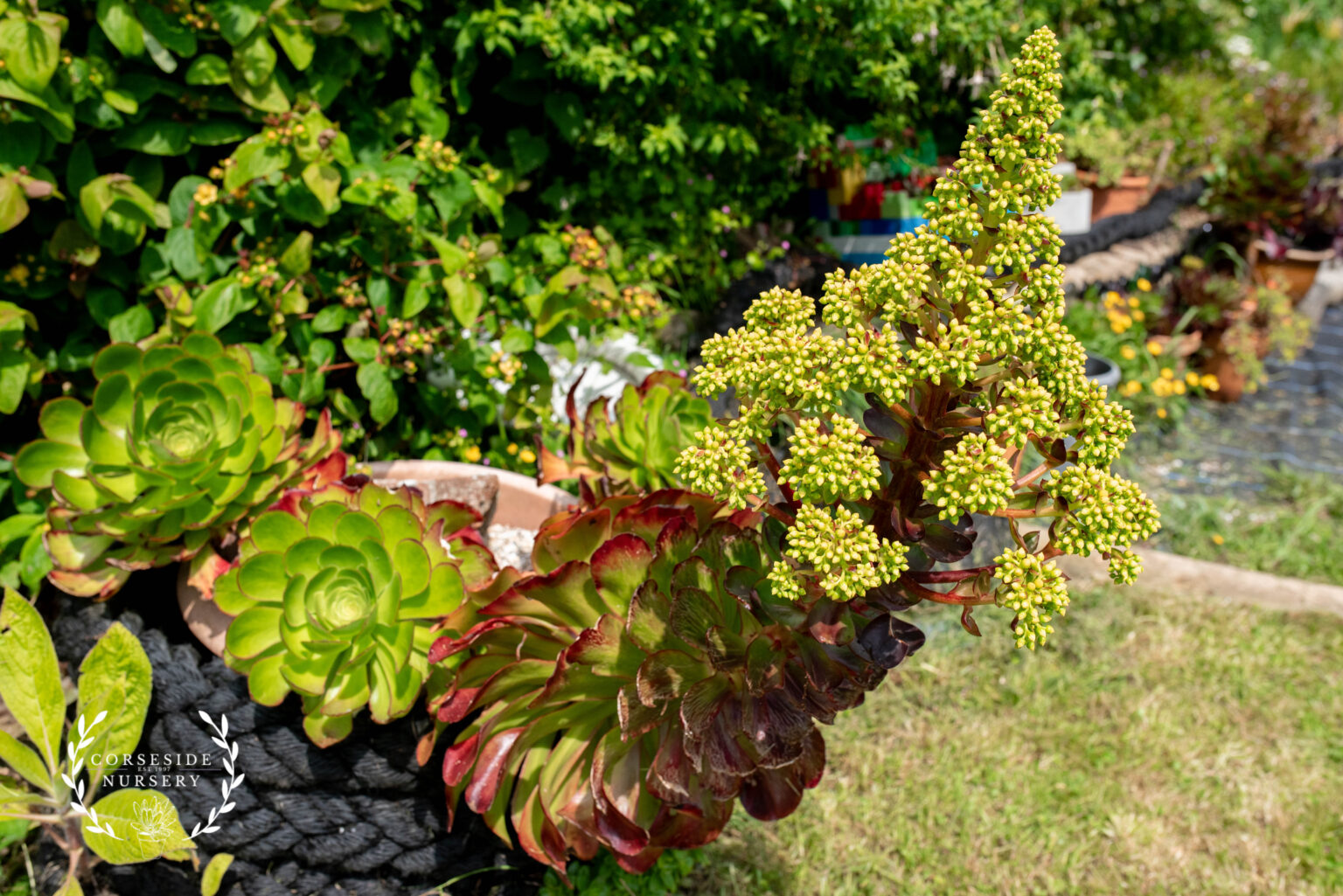 Aeonium Pomegranate – Large Rosette – Live – Well Rooted Succulent from ...