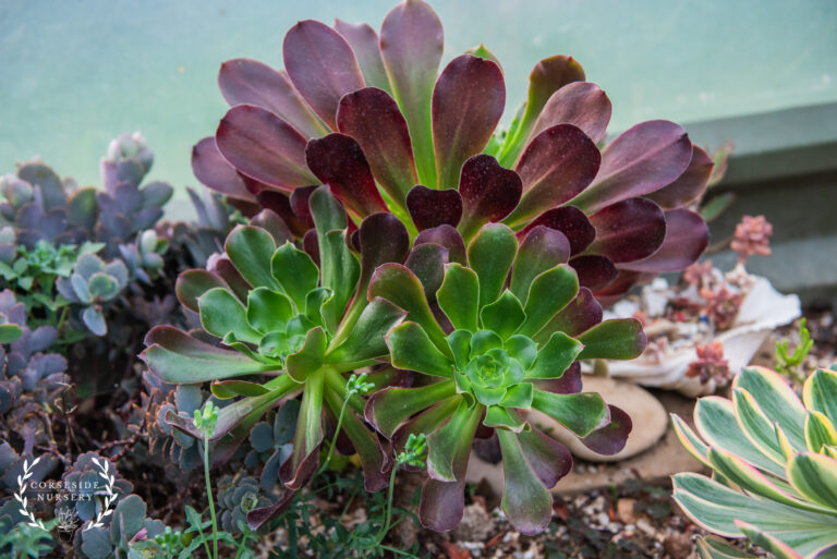 Aeonium Pomegranate – Large Rosette – Live – Well Rooted Succulent from ...