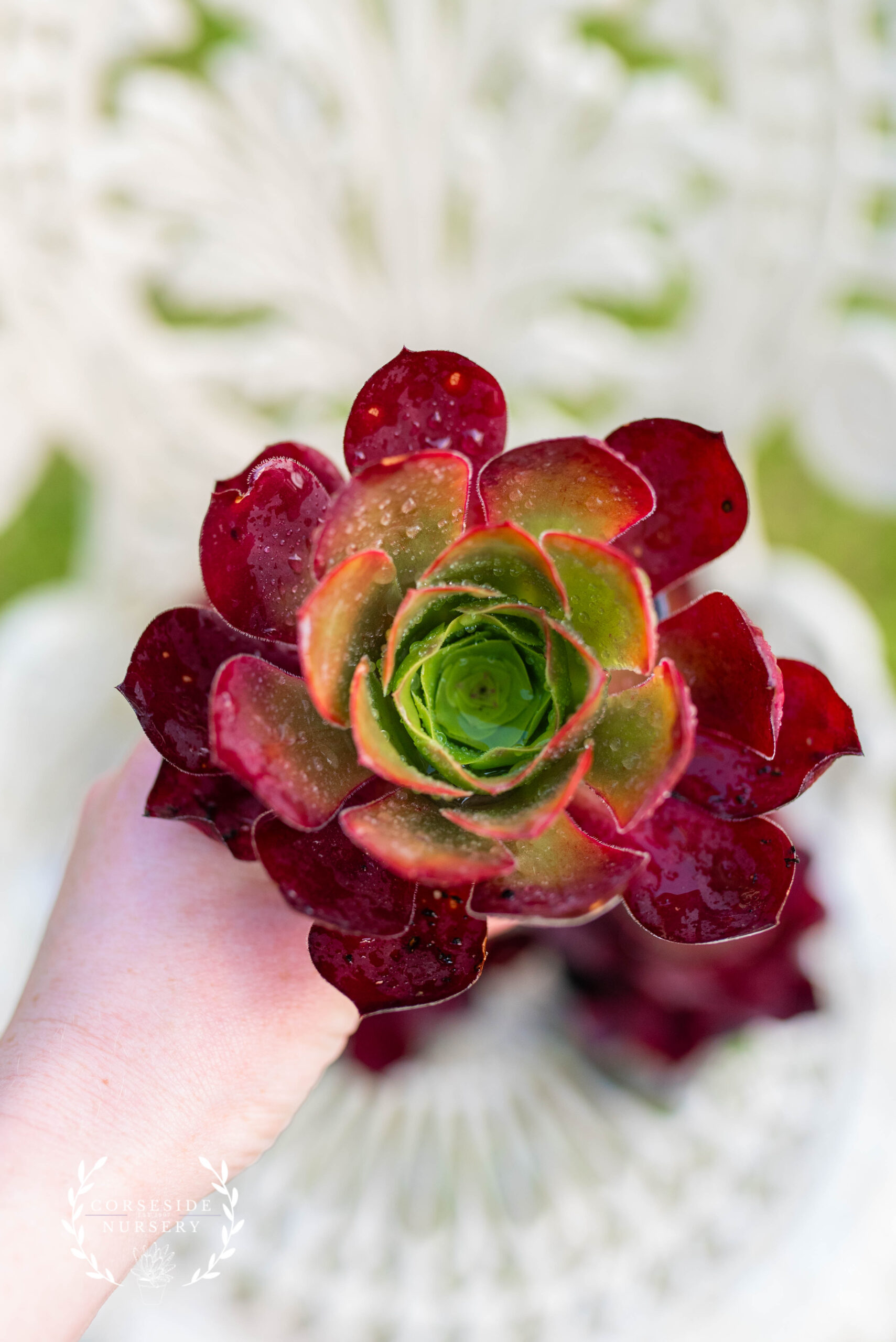 Aeonium Pomegranate – Large Rosette – Live – Well Rooted Succulent from ...