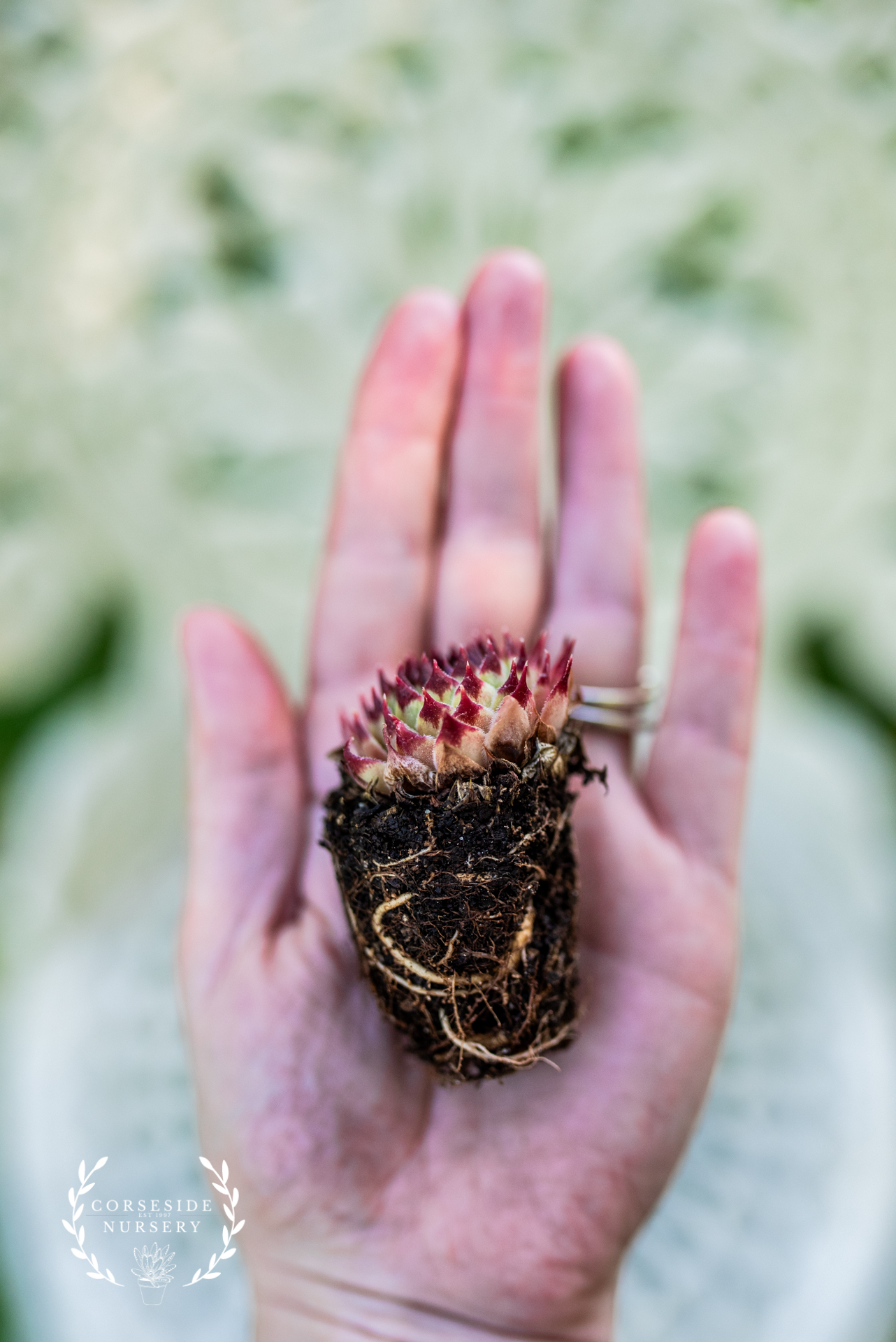 Sempervivum – Trio of large, potted – hardy outdoor succulents for ...
