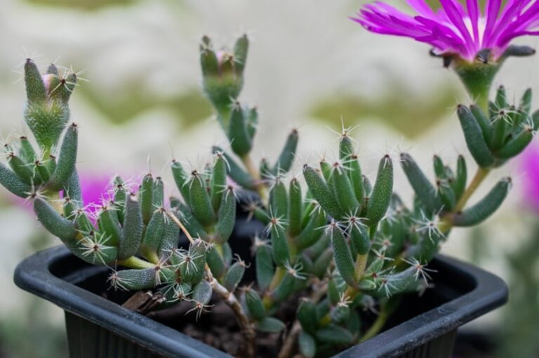 Trichodiadema Pink – UK Grown Succulent – Ice Plant – Bonsai ...