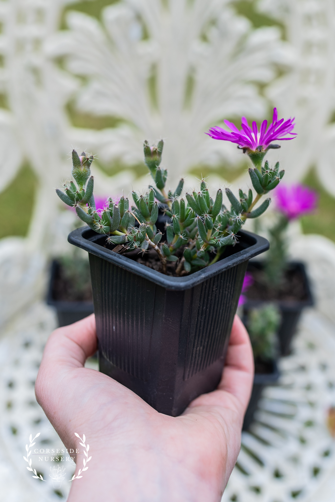 Trichodiadema Pink – UK Grown Succulent – Ice Plant – Bonsai ...
