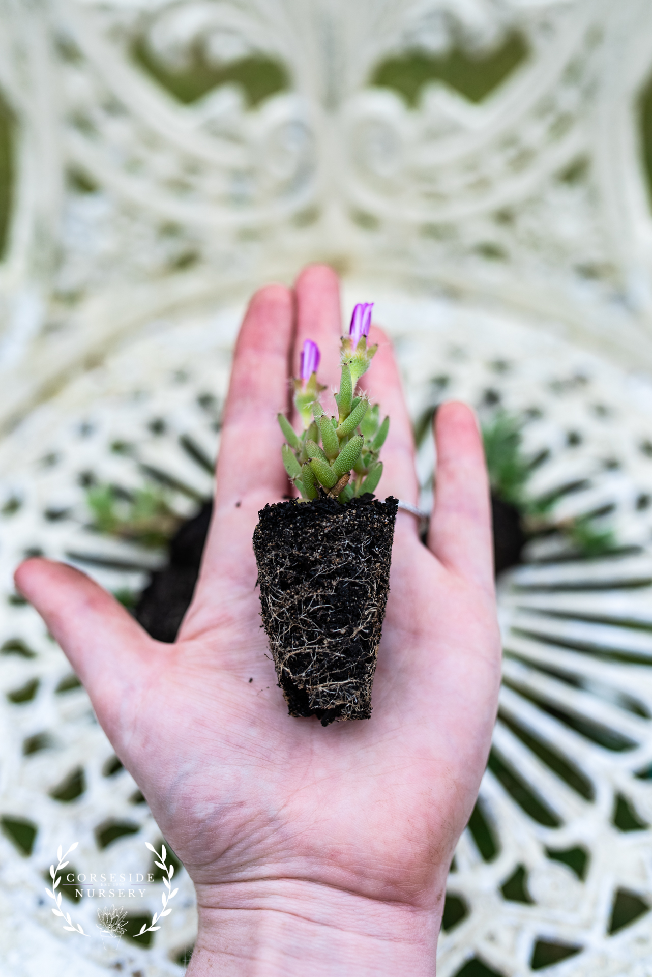 Trichodiadema Pink – UK Grown Succulent – Ice Plant – Bonsai ...