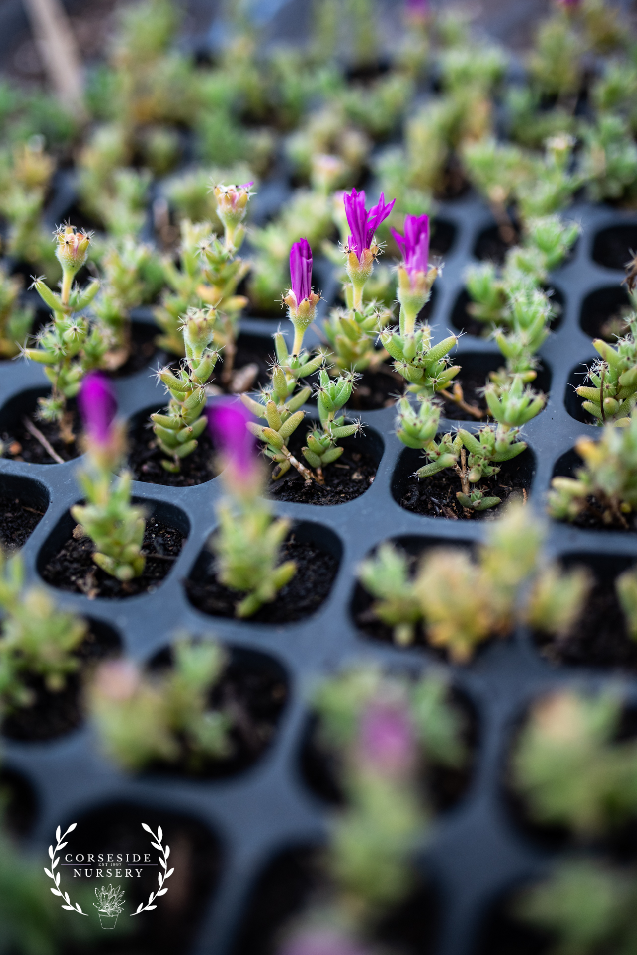 Trichodiadema Pink – UK Grown Succulent – Ice Plant – Bonsai ...