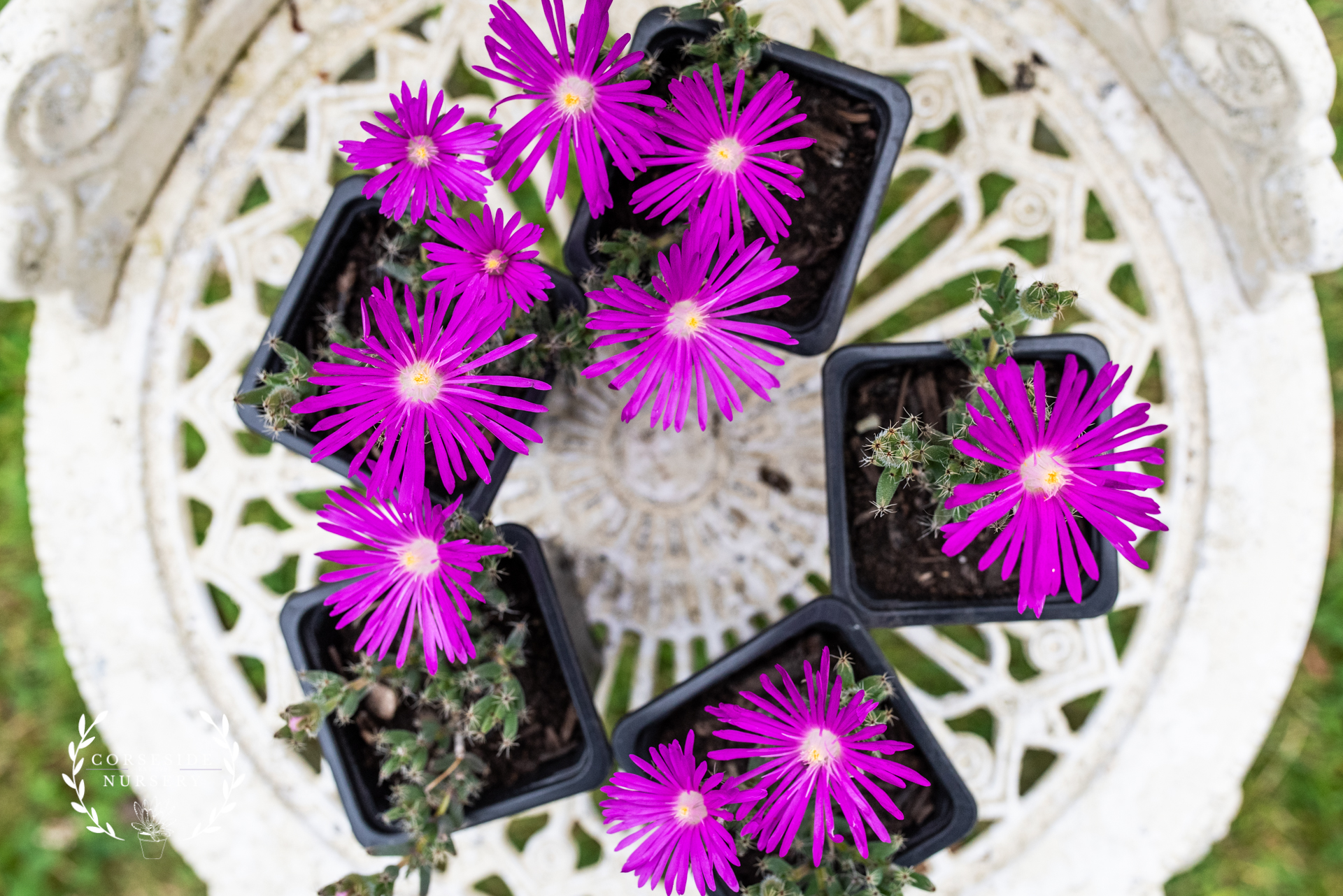 Trichodiadema Pink – UK Grown Succulent – Ice Plant – Bonsai ...