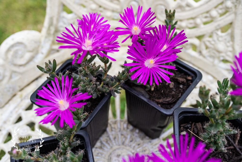 Trichodiadema Pink – UK Grown Succulent – Ice Plant – Bonsai ...