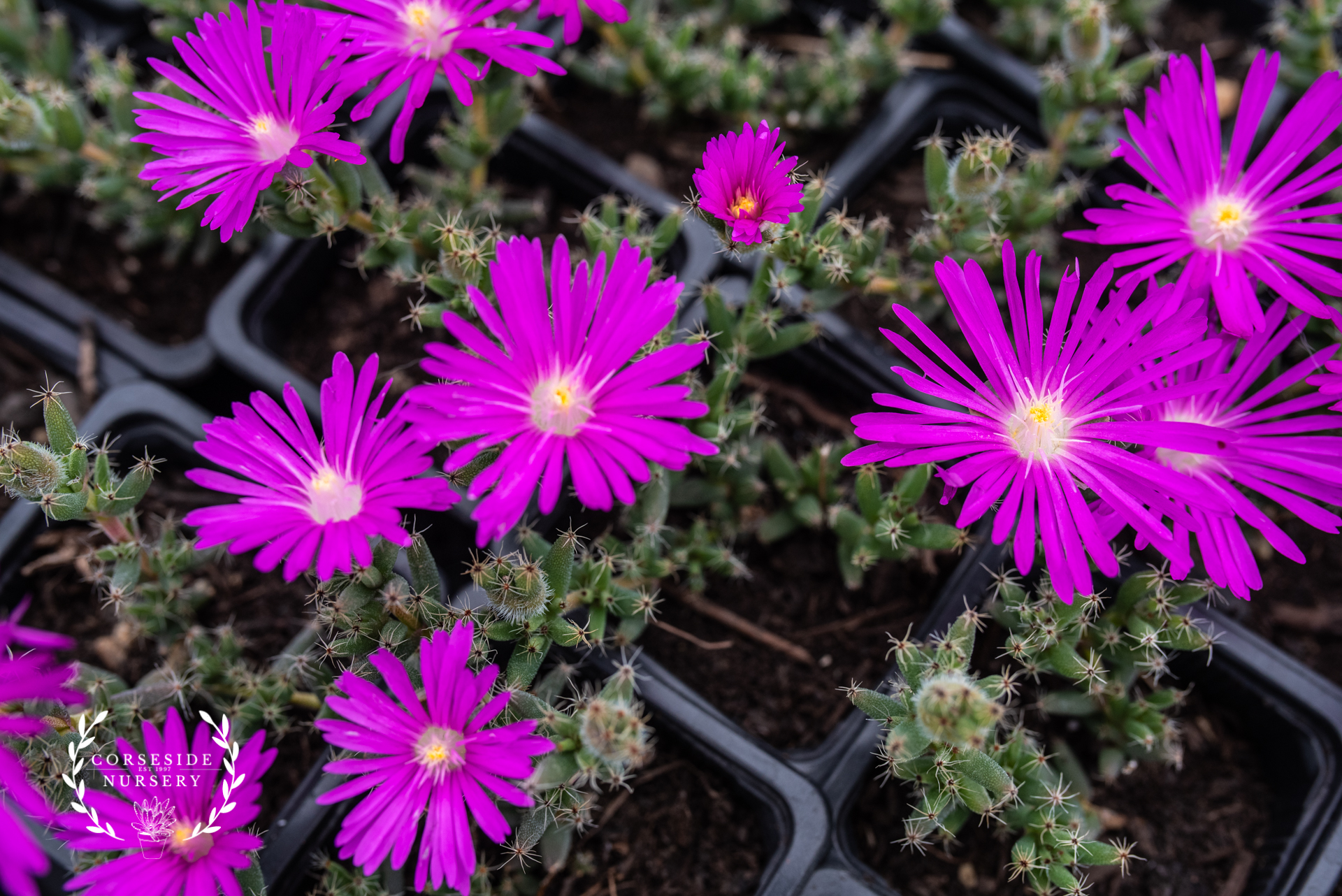 Trichodiadema Pink – UK Grown Succulent – Ice Plant – Bonsai ...
