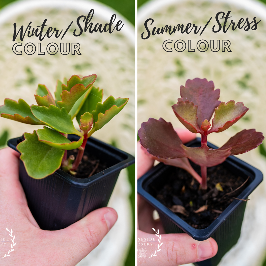Kalanchoe Sexangularis – UK Grown Succulents (Six Angled Kalanchoe ...