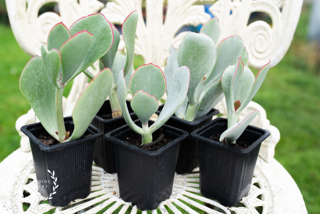 Cotyledon Orbiculata ‘Pigs Ear’ – UK Grown Succulent – Corseside ...