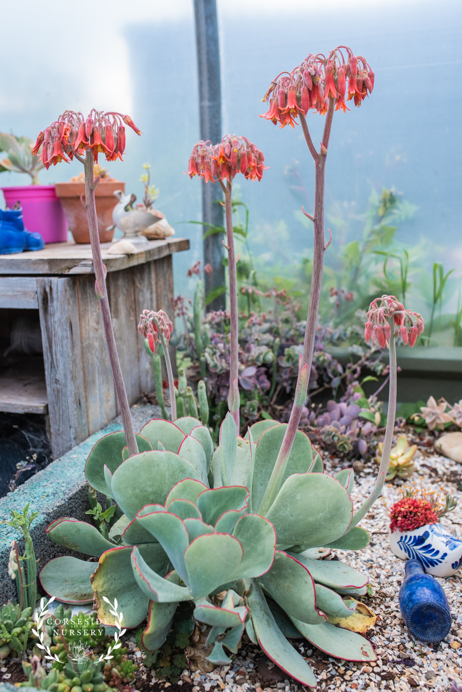 Cotyledon Orbiculata ‘Pigs Ear’ – UK Grown Succulent – Corseside ...