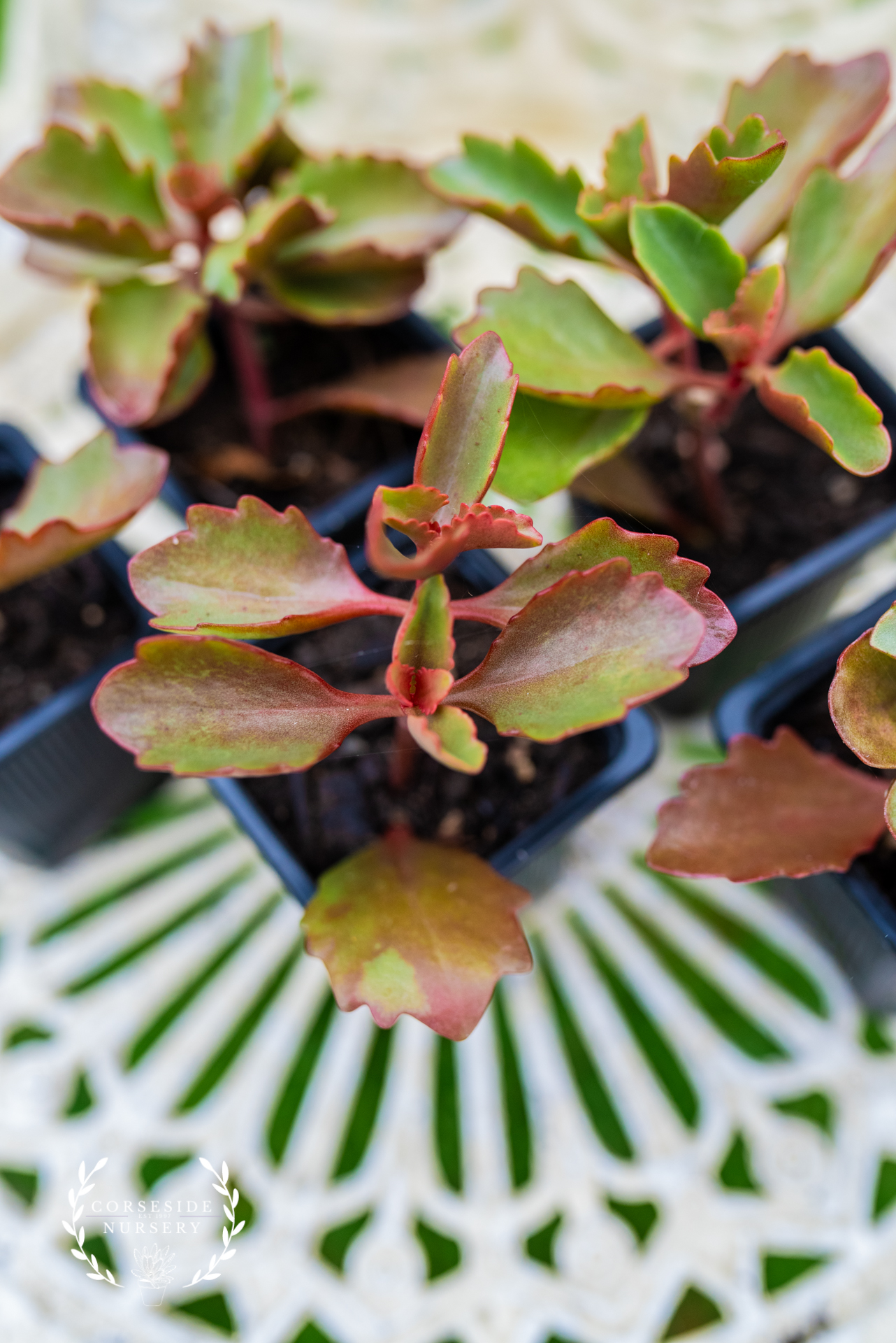 Kalanchoe Sexangularis – UK Grown Succulents (Six Angled Kalanchoe ...