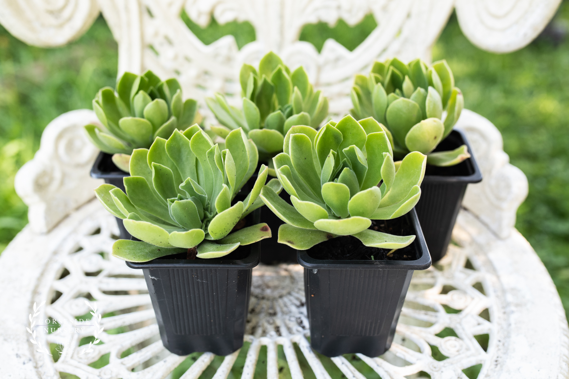 Aeonium ‘Goblin’ – UK Grown Succulents – Corseside Nursery ...
