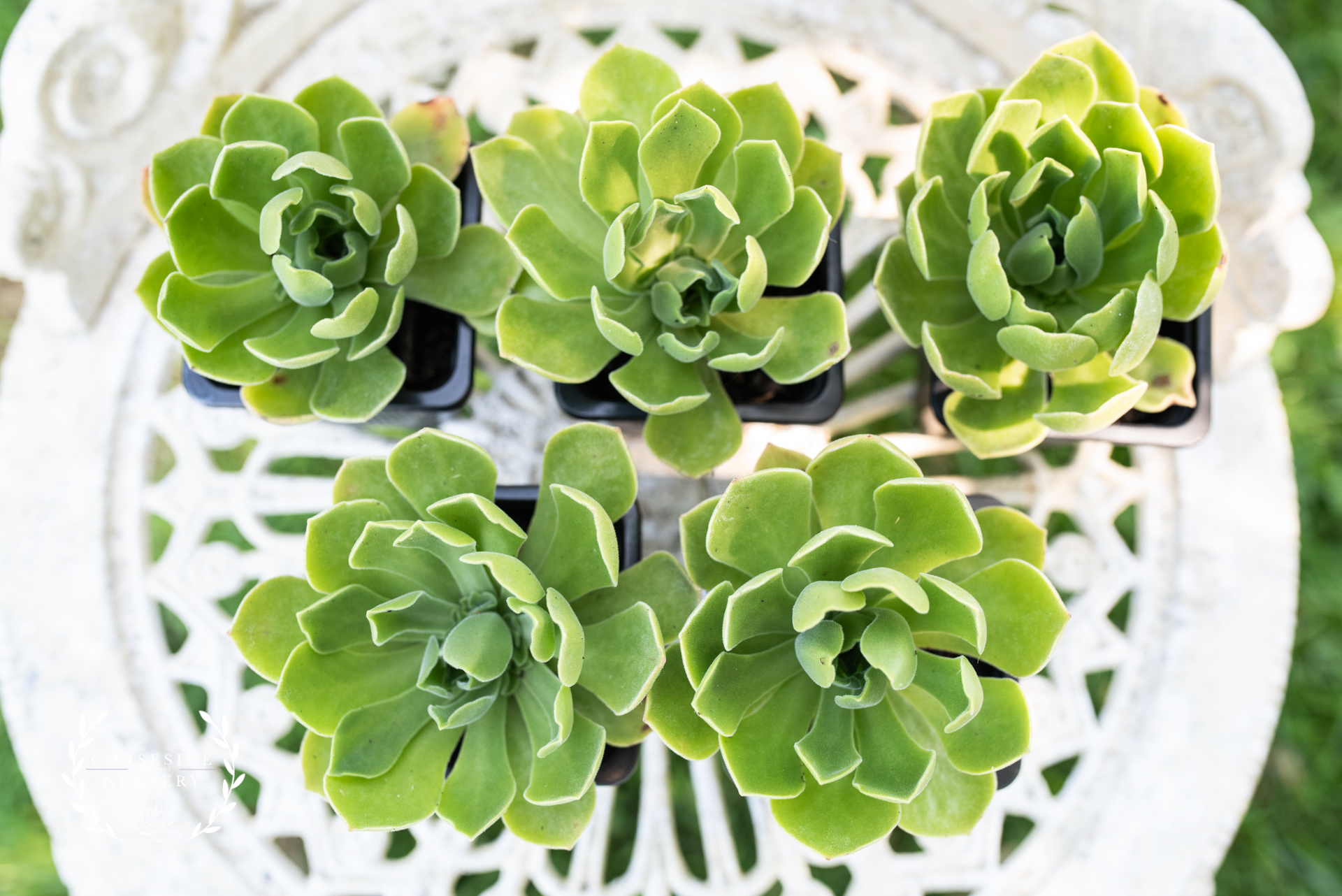 Aeonium ‘Goblin’ – UK Grown Succulents – Corseside Nursery ...