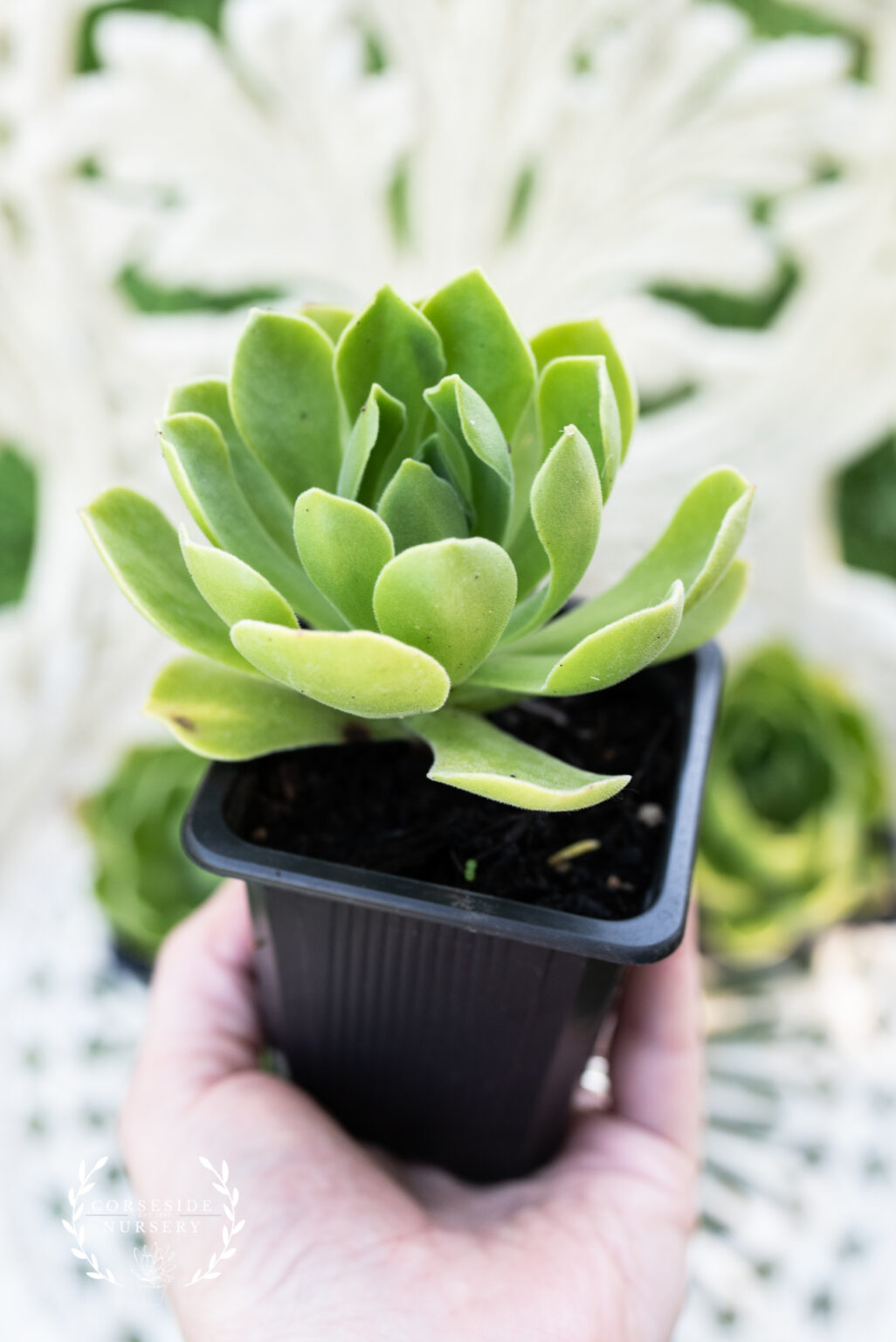 Aeonium ‘Goblin’ – UK Grown Succulents – Corseside Nursery ...