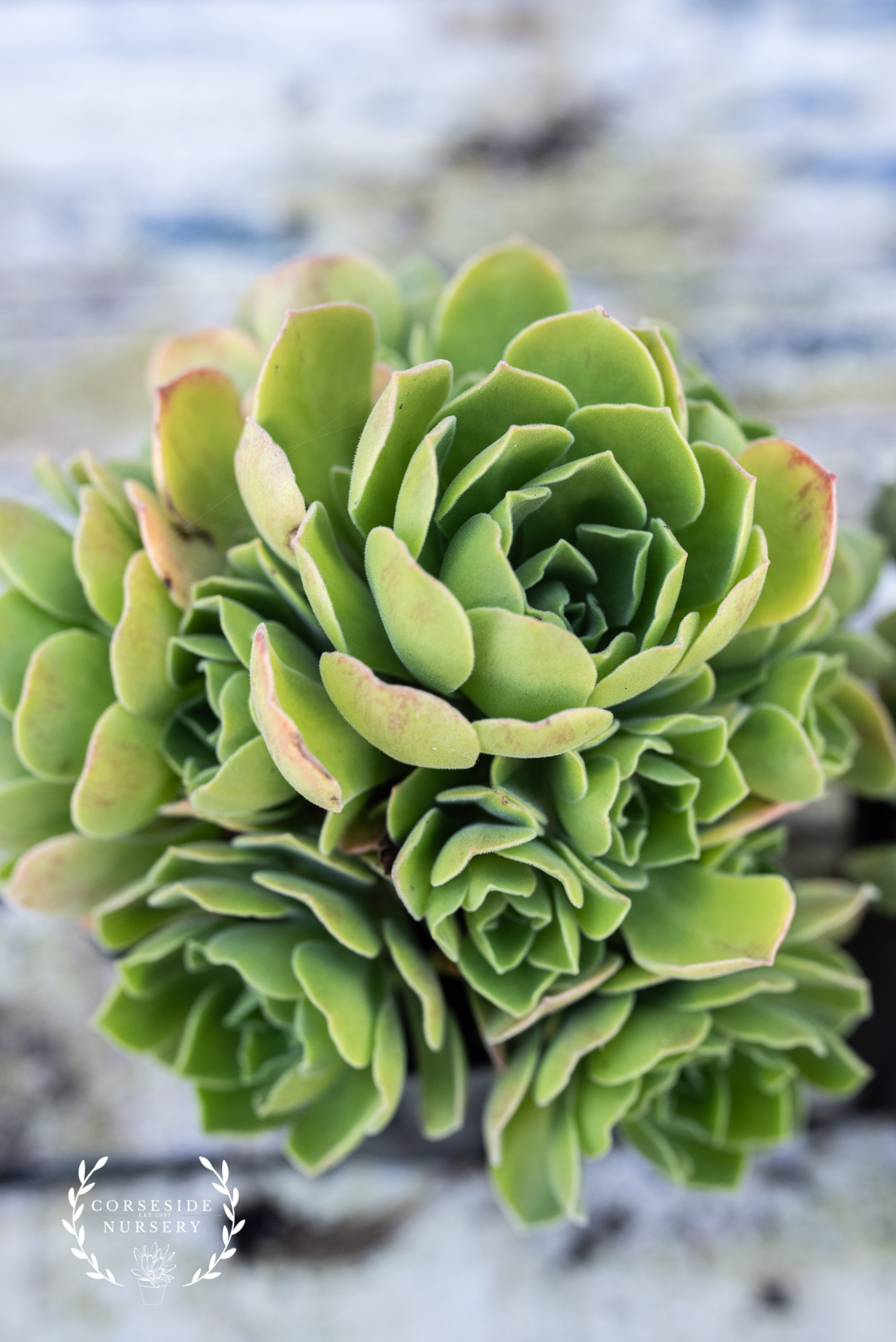 Aeonium ‘Goblin’ – UK Grown Succulents – Corseside Nursery ...