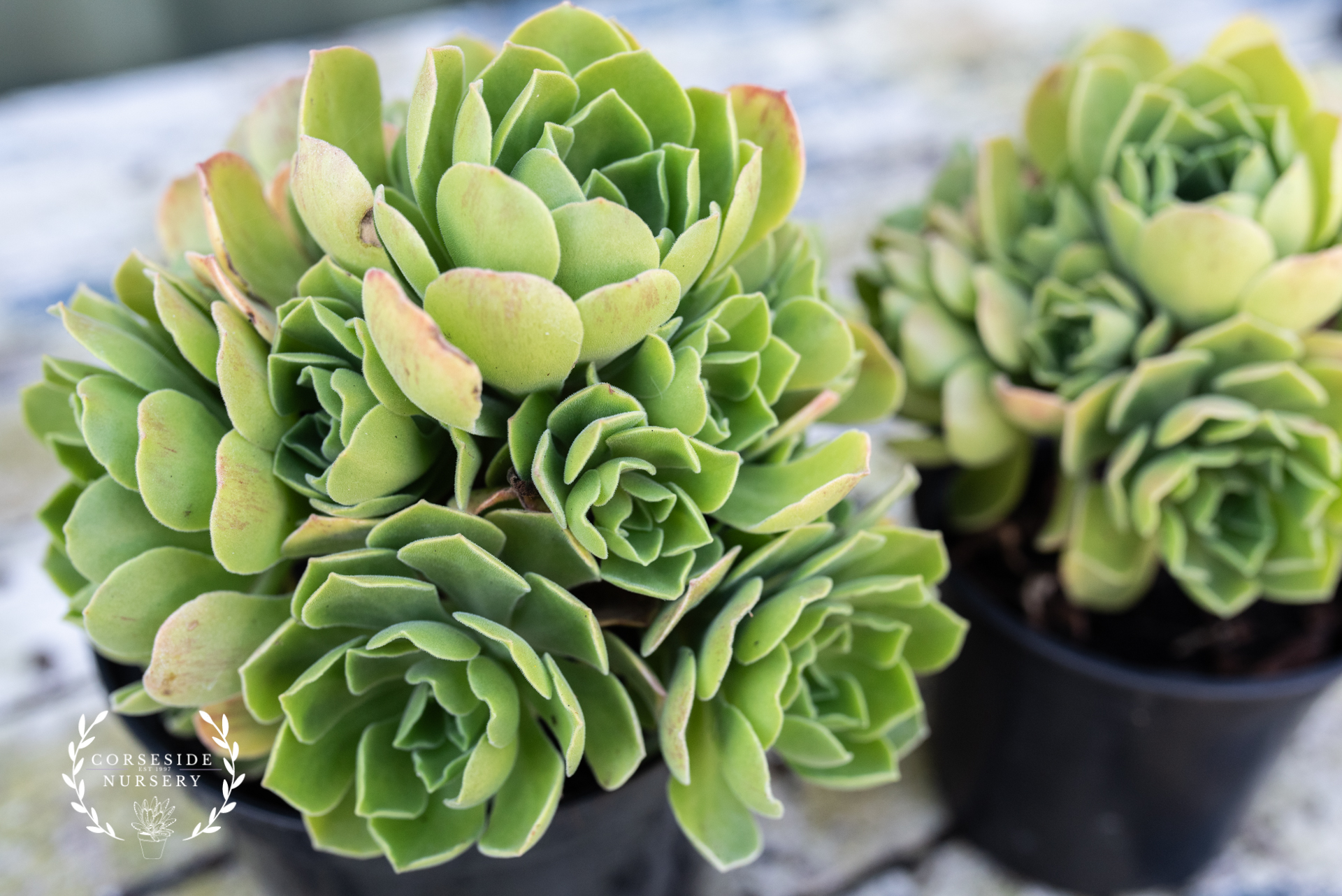Aeonium ‘Goblin’ – UK Grown Succulents – Corseside Nursery ...