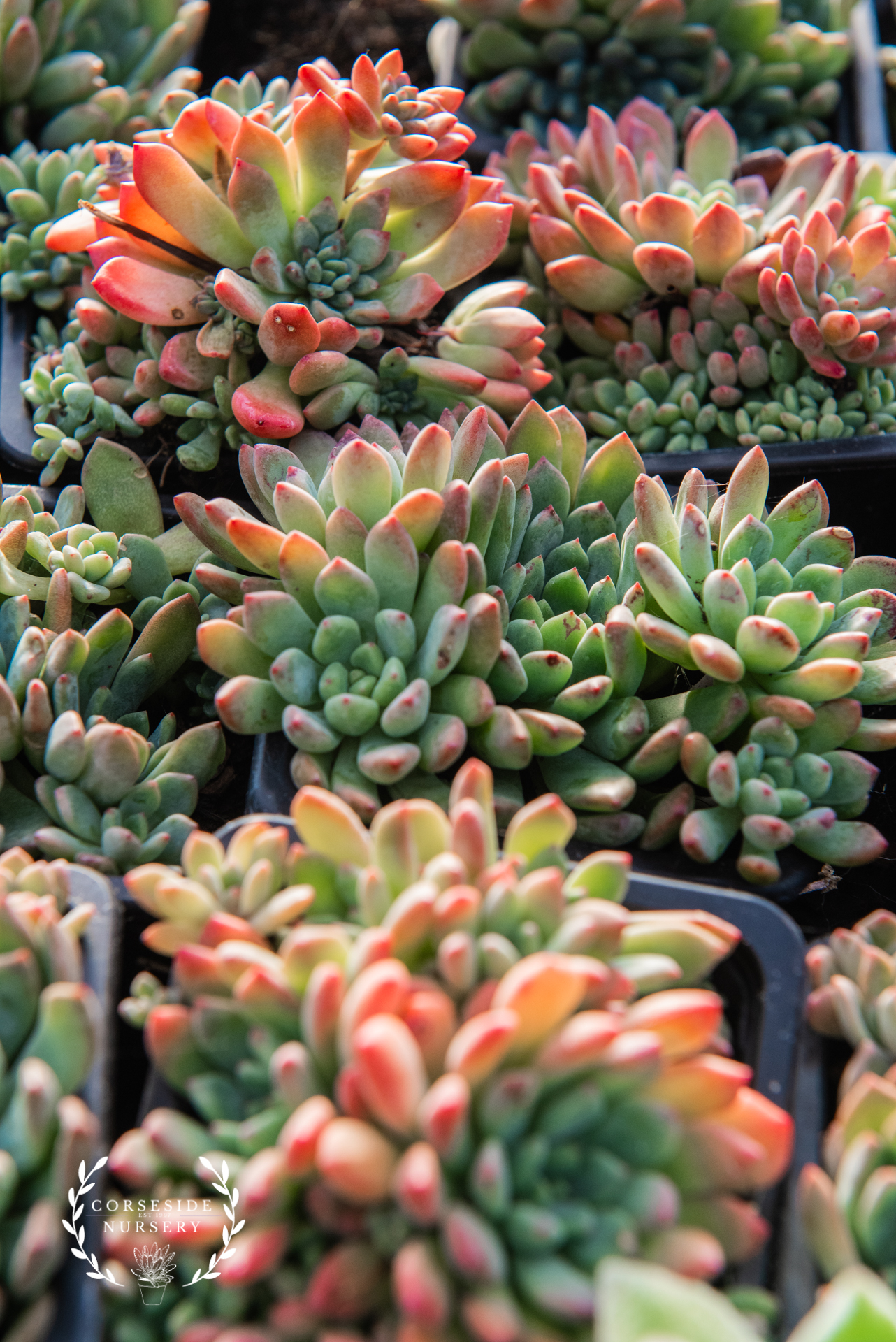Dwarf Echeveria Hybrid – UK Grown Succulent – Corseside Nursery ...