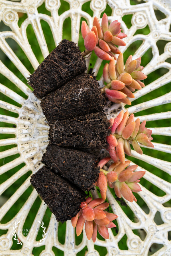 Graptosedum ‘Bronze’ – UK Grown Succulent – Corseside Nursery ...