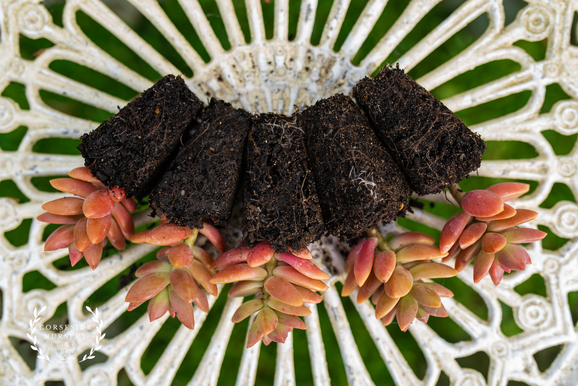 Graptosedum ‘Bronze’ – UK Grown Succulent – Corseside Nursery ...