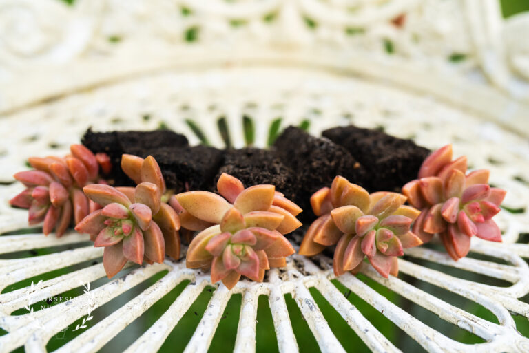 Graptosedum ‘Bronze’ – UK Grown Succulent – Corseside Nursery ...