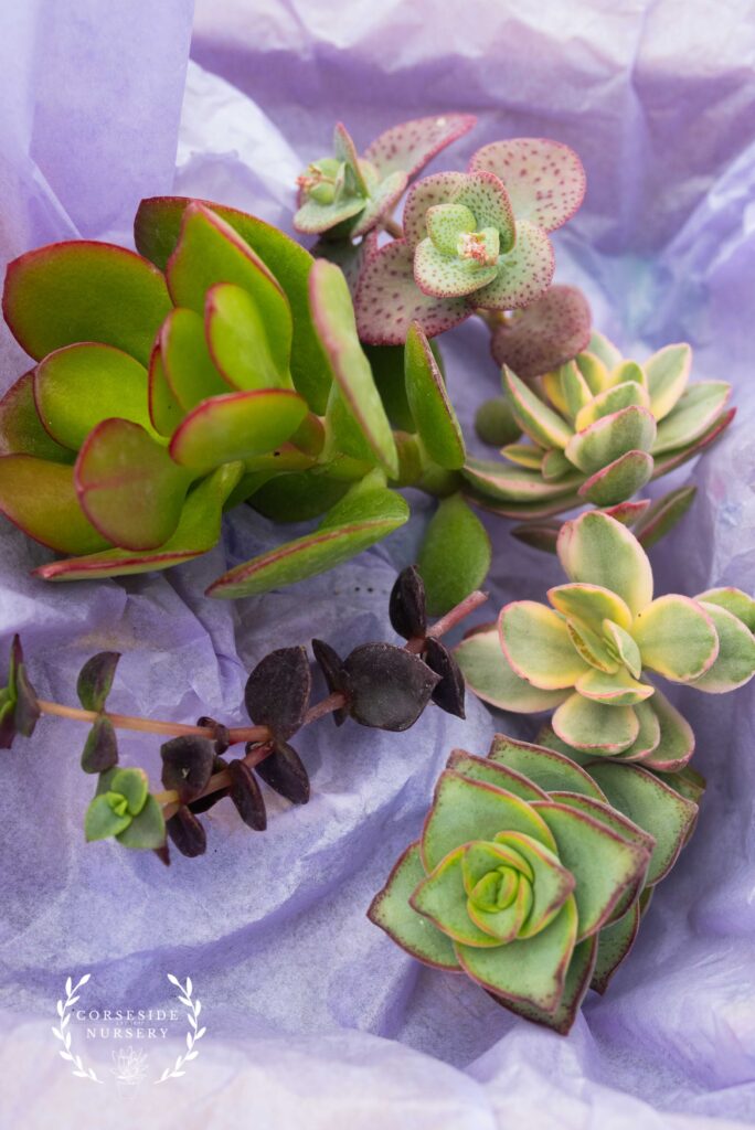 Crassula Large Cuttings Collection – From Corseside Nursery UK ...