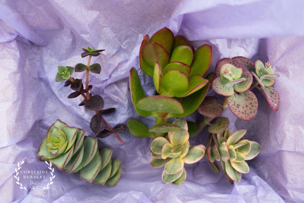 Crassula Large Cuttings Collection – From Corseside Nursery UK ...