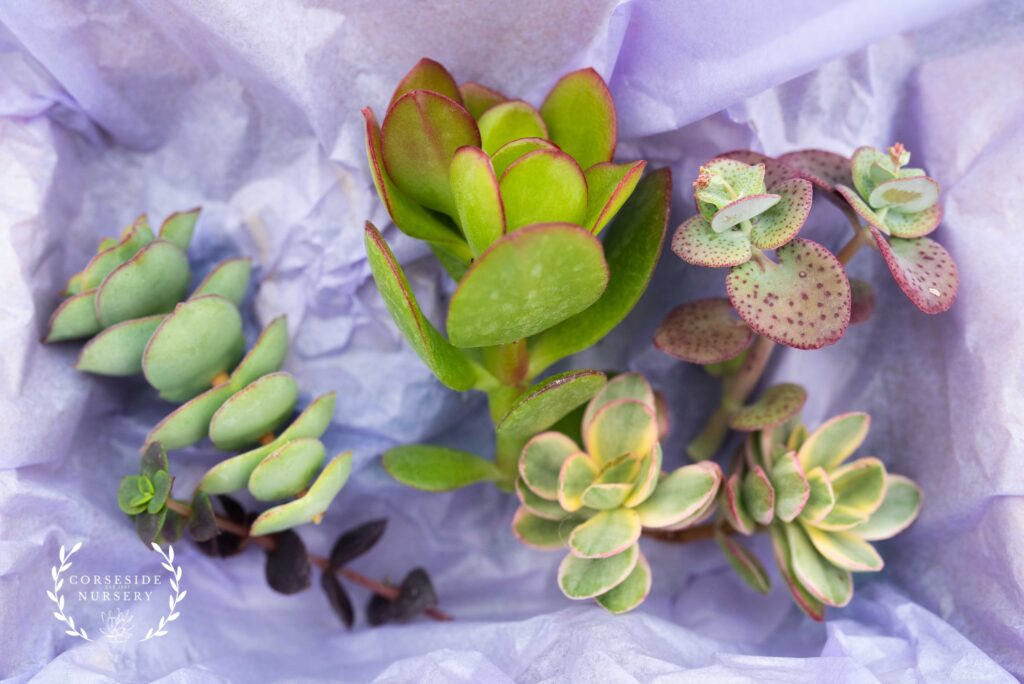 Crassula Large Cuttings Collection – From Corseside Nursery UK ...