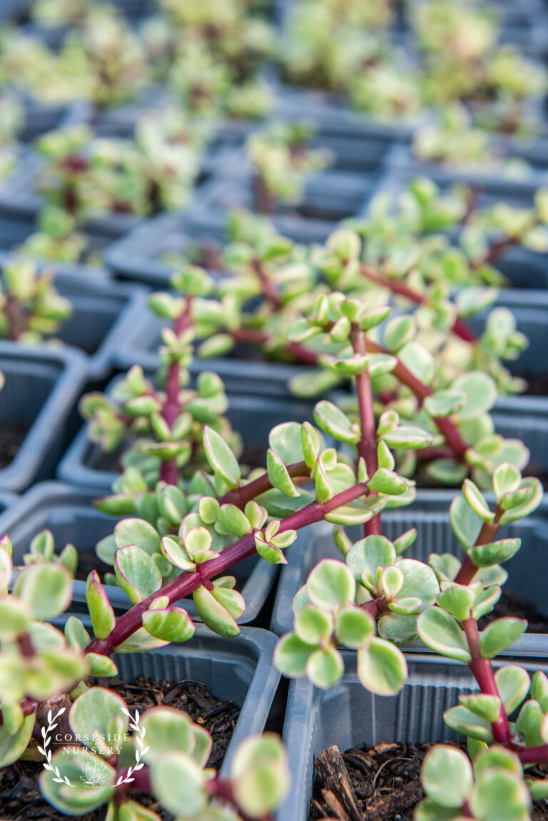 Portulacaria afra ‘Variegata’ – Elephants Bush – UK Grown Succulent ...