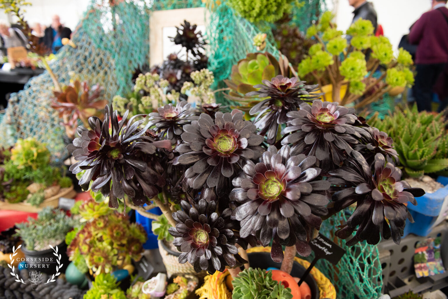 How to take Beautiful Photos of Succulent Plants – Corseside Nursery ...